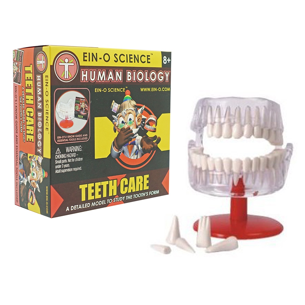Science Human Body Teeth Model For Kids Learning Aid and Teaching ...