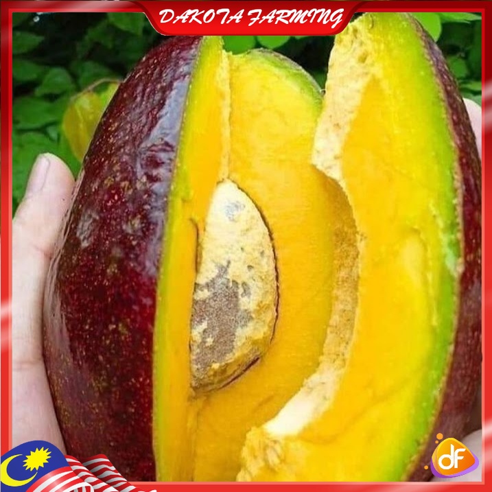 Anak Pokok Avocado Red Vietnam Grafted Cepat Berbuah Pokok Kawin Import ...