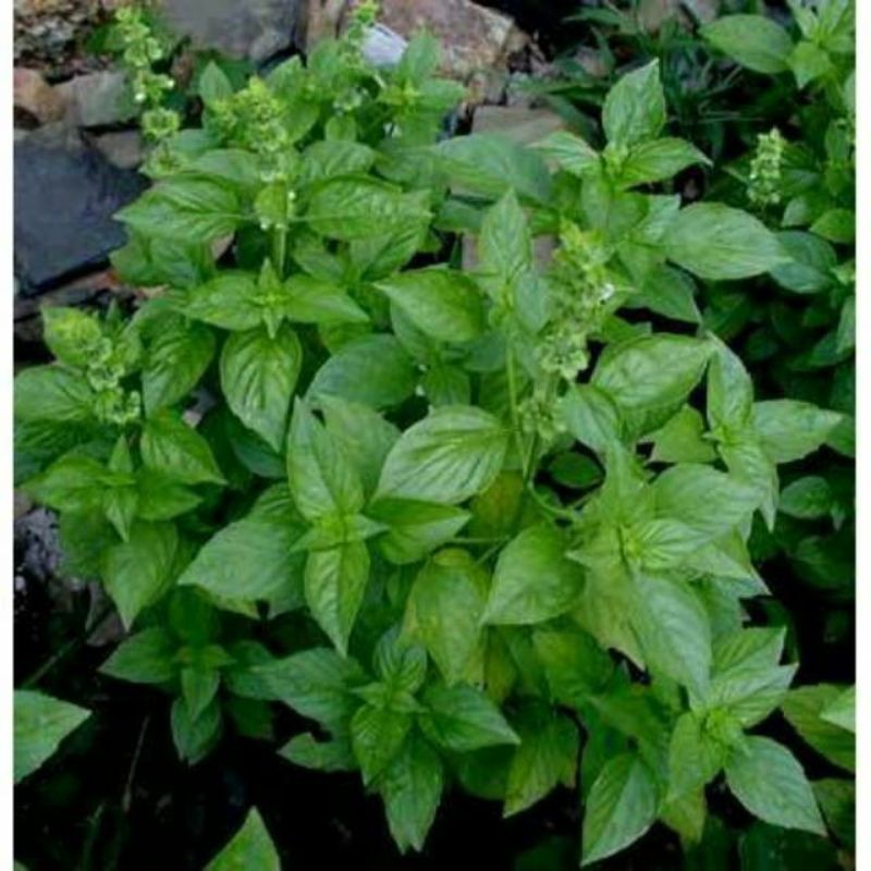 Anak Pokok Kemangi (Hijau)/Holy Basil | Shopee Malaysia