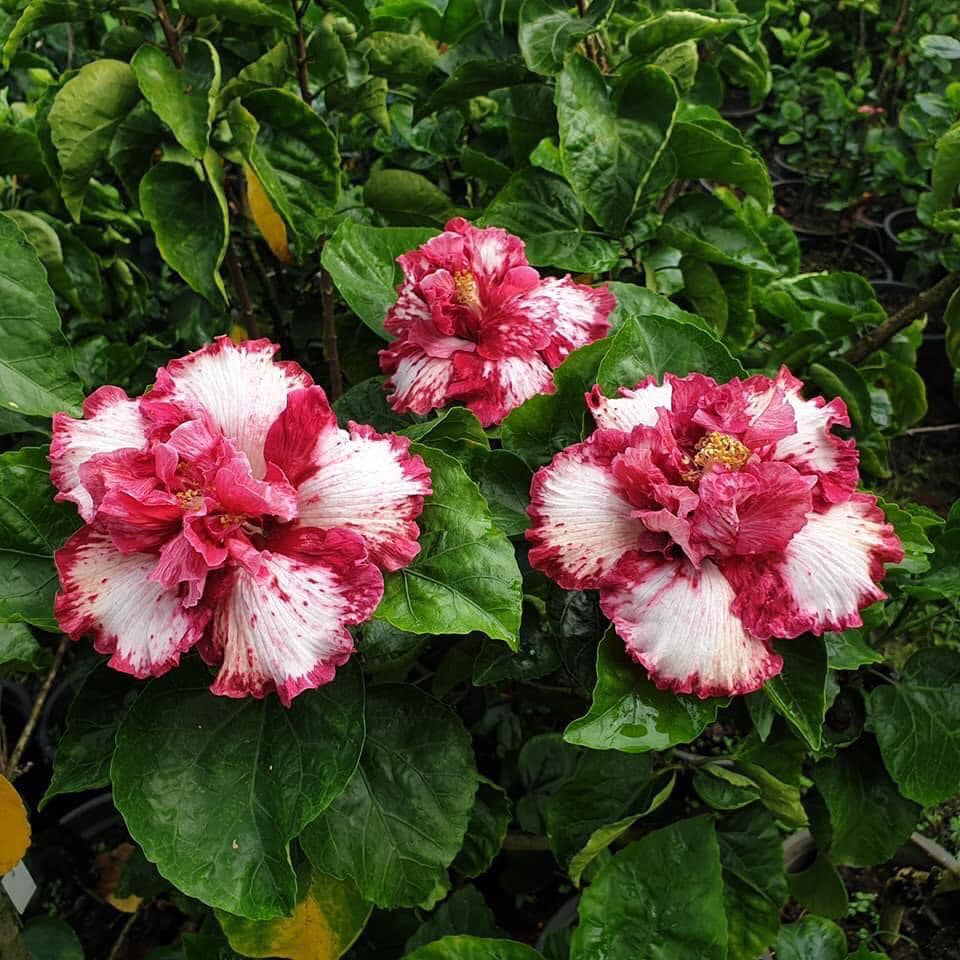 Anak Pokok Bunga Raya/Hibiscus Hibrid/Hybrid Impot Season 3 | Shopee ...