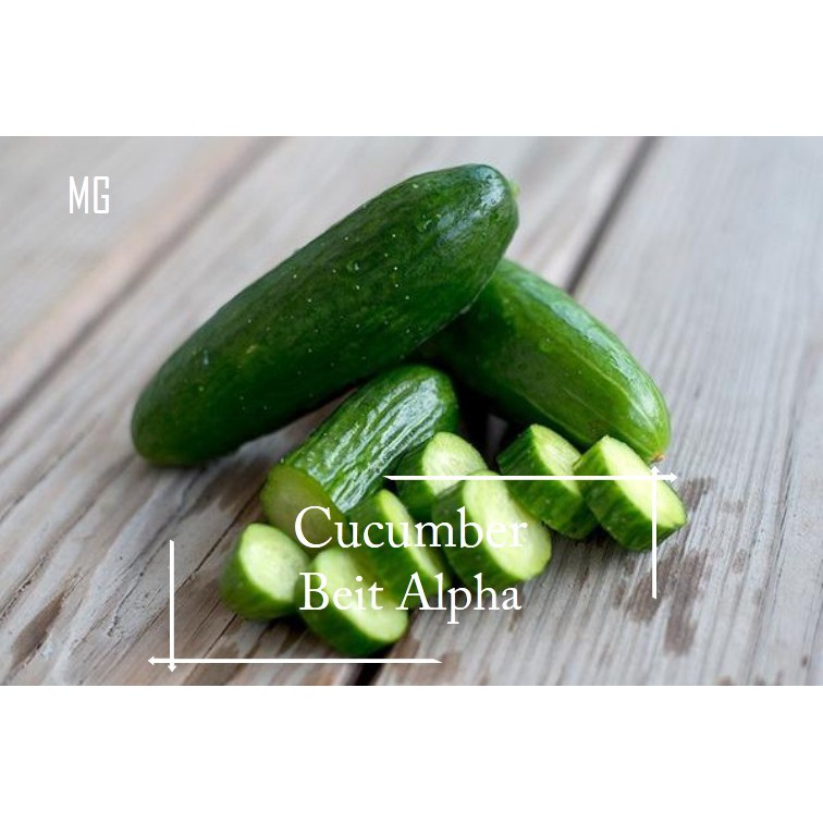*Rare* Heirloom Beit Alpha Cucumber Seeds - 10 Seed *Pot Friendly ...