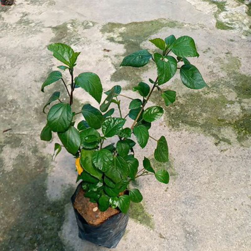 bunga raya warna putih outdoorplant | Shopee Malaysia