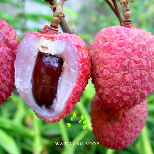 Pokok Laici Hybrid (EXPRESS SHPPING) | Shopee Malaysia