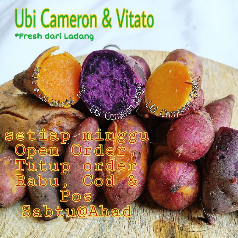 UBI KELEDEK CAMERON HIGHLANDS / UBI MADU CAMERON / SWEET POTATO ...