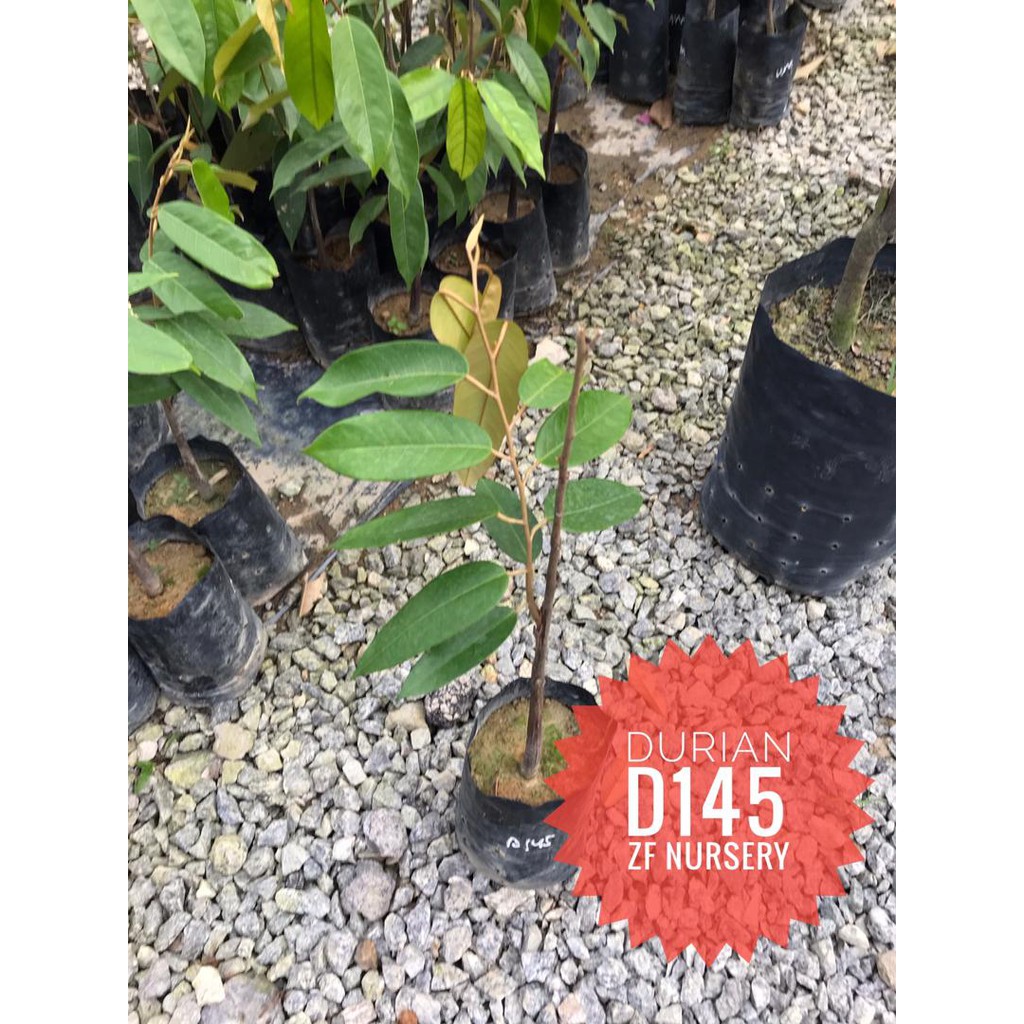 Anak pokok durian D145 @MEK Hijau Ori | Shopee Malaysia