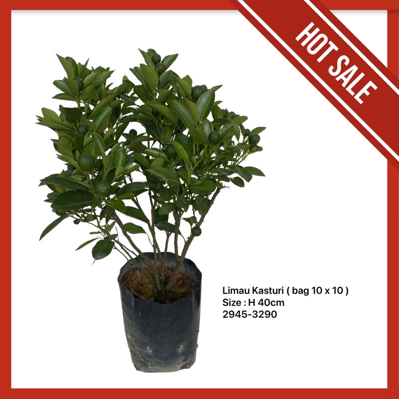 Sws - Pokok Limau Kasturi ( Bag 10x10 ) | Shopee Malaysia