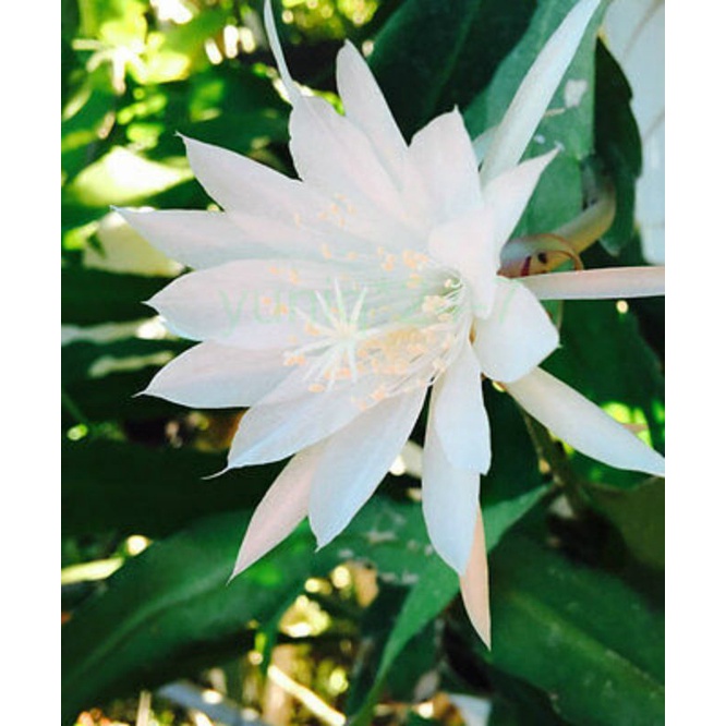 KKB Epiphyllum Pumilum, Mini Bakawali, Bakawali Mini | Shopee Malaysia