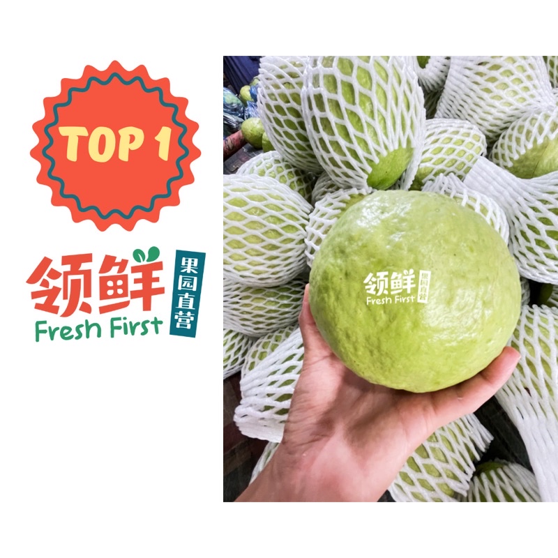 Guava Lohan AA Jambu Batu Lohan 领鲜AA罗汉番石榴 | Shopee Malaysia