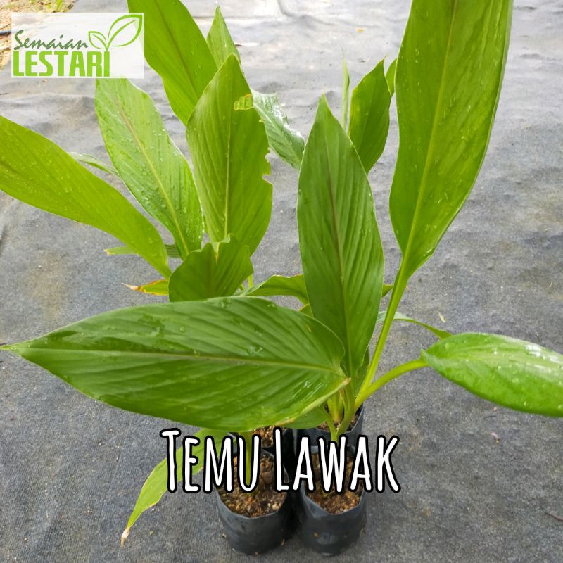 Anak Pokok Temu Lawak | Shopee Malaysia