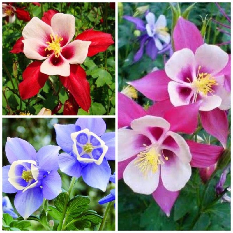 Biji Benih - Bunga Columbine | Flower seed - Columbine | 种子 - 耧斗菜 ...