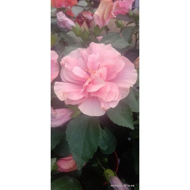 Bunga Raya Hybrid Pelbagai Warna🌺🌼 | Shopee Malaysia