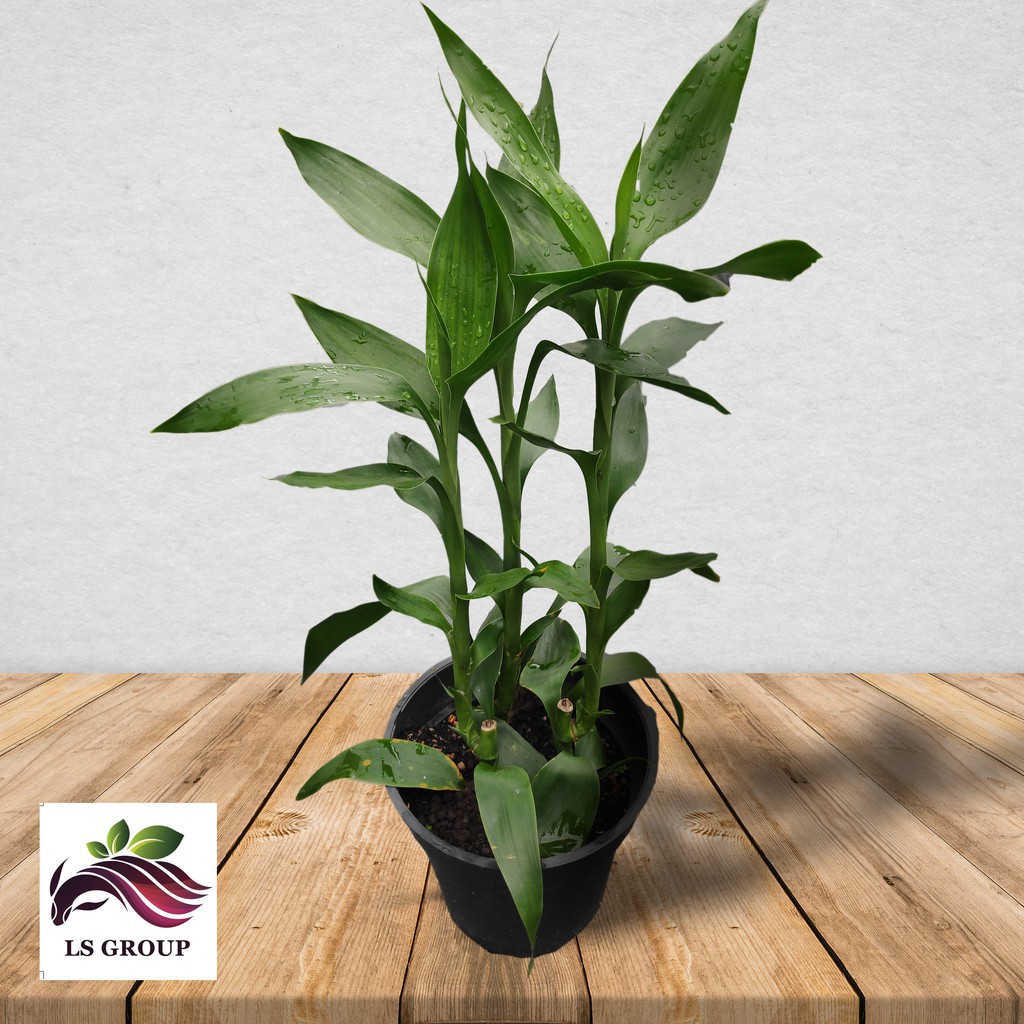 [Indoor Plant] Lucky Bamboo Curly Bamboo Lucky Bamboo Variegated 转运竹 ...