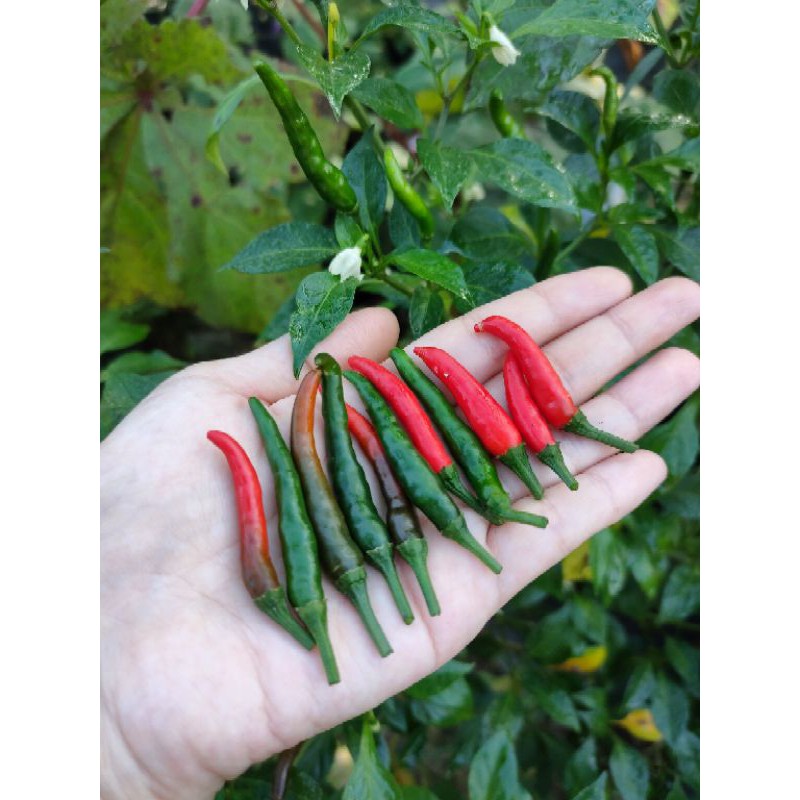 Benih Cili Padi Kampung ( Thailand ) pedas 10 biji benih | Shopee Malaysia