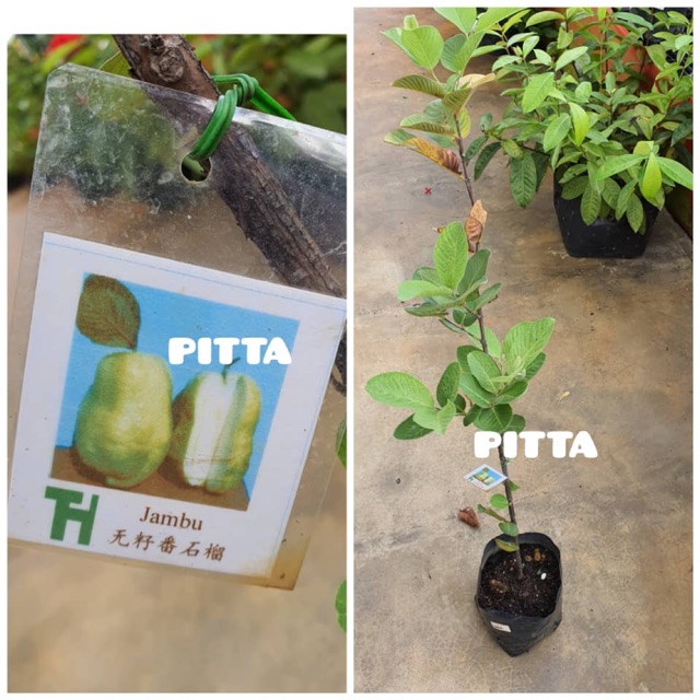 Jambu Batu Fruit Tree (F039) | Shopee Malaysia