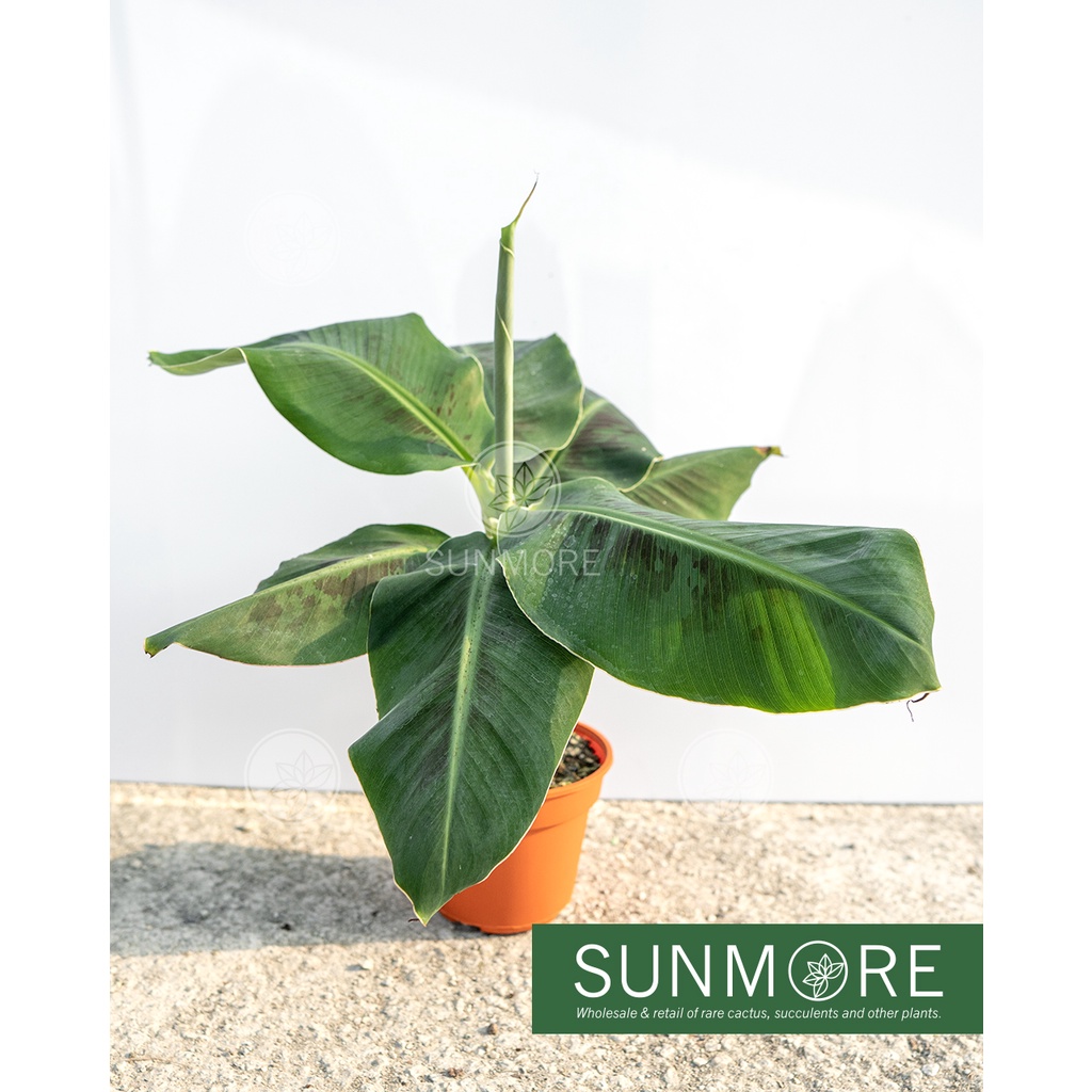 Sunmore | Musa acuminata Dwarf Cavendish - Banana Tree/Plant (Imported ...