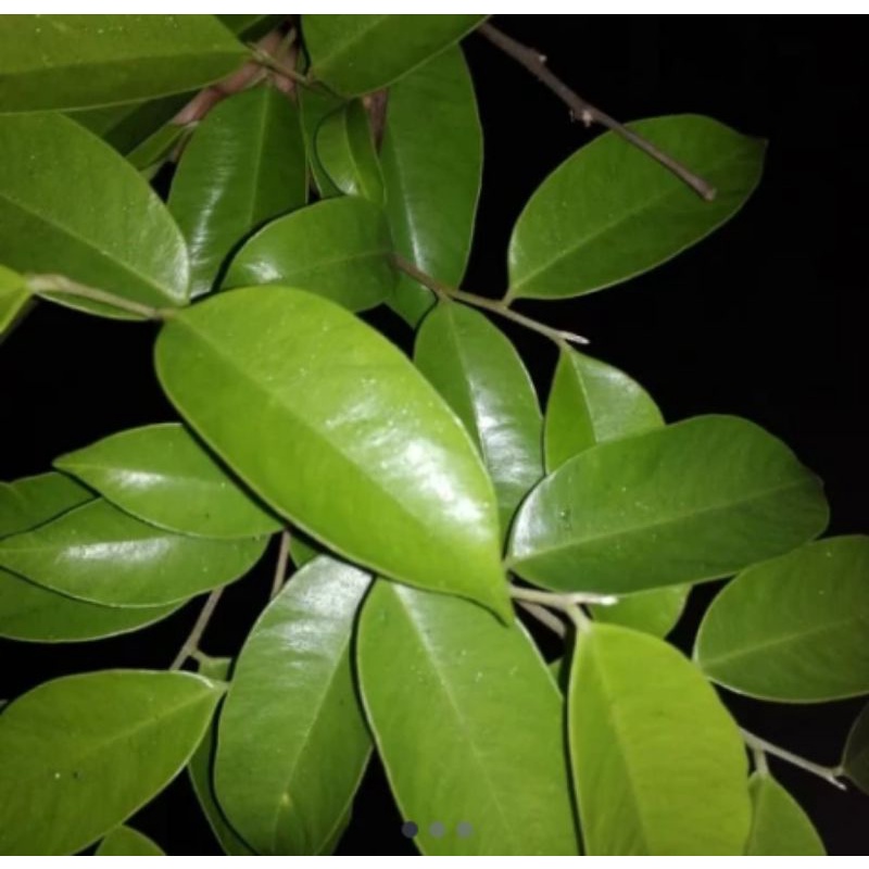 daun gaharu segar / aquilaria malaccensis | Shopee Malaysia