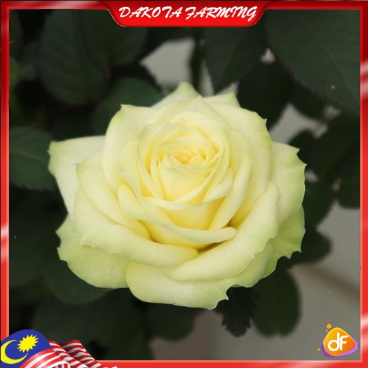Anak Pokok Bunga Rose Mawar CREAM Gred A Pokok Bunga Cameron Highland ...
