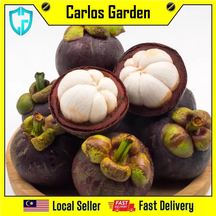 Anak Pokok Manggis Mesta Master Masta Pokok Stabil | Shopee Malaysia