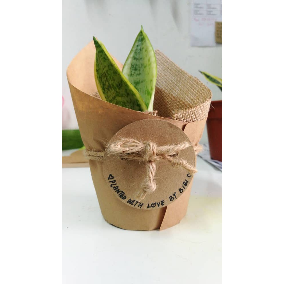 Sansevieria Golden Superba Snake Plant Pokok Lidah Jin Buaya Indoor ...