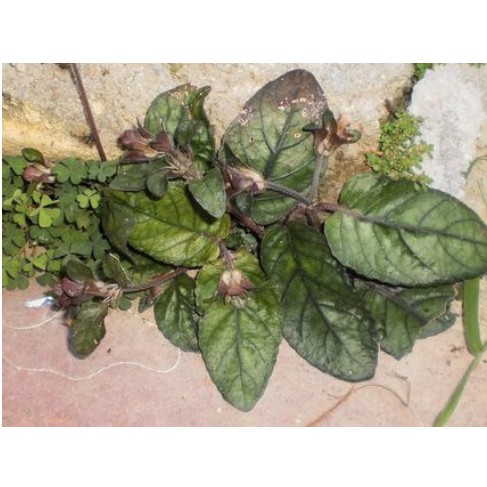 ANOR - Staurogyne merguensis Sapling / Anak Pokok Lemba Batu | Shopee ...