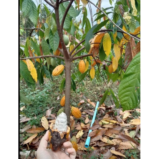 Pokok Koko / Cacao Tree / Theobroma cacao | Shopee Malaysia