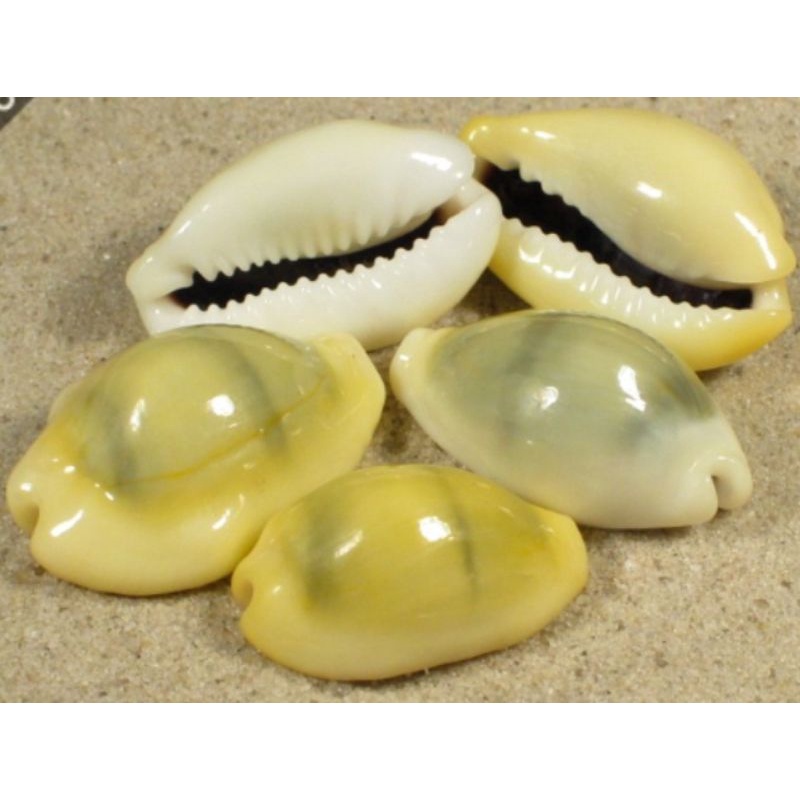 (Decorative Shell) Shell cypraea moneta/ kewuk dakon 100 Grams | Shopee ...