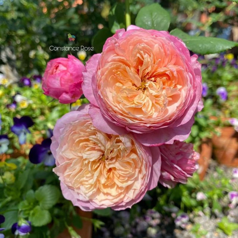 Constance Rose ID Ros berID | Shopee Malaysia