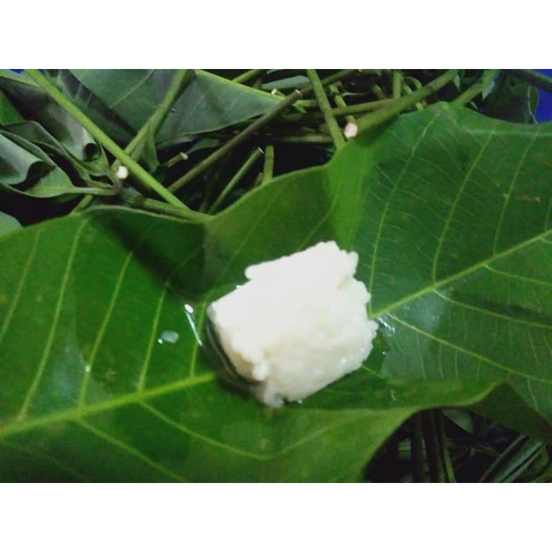 tapai pulut putih & hitam 100biji daun getah original kelantan Manis ...