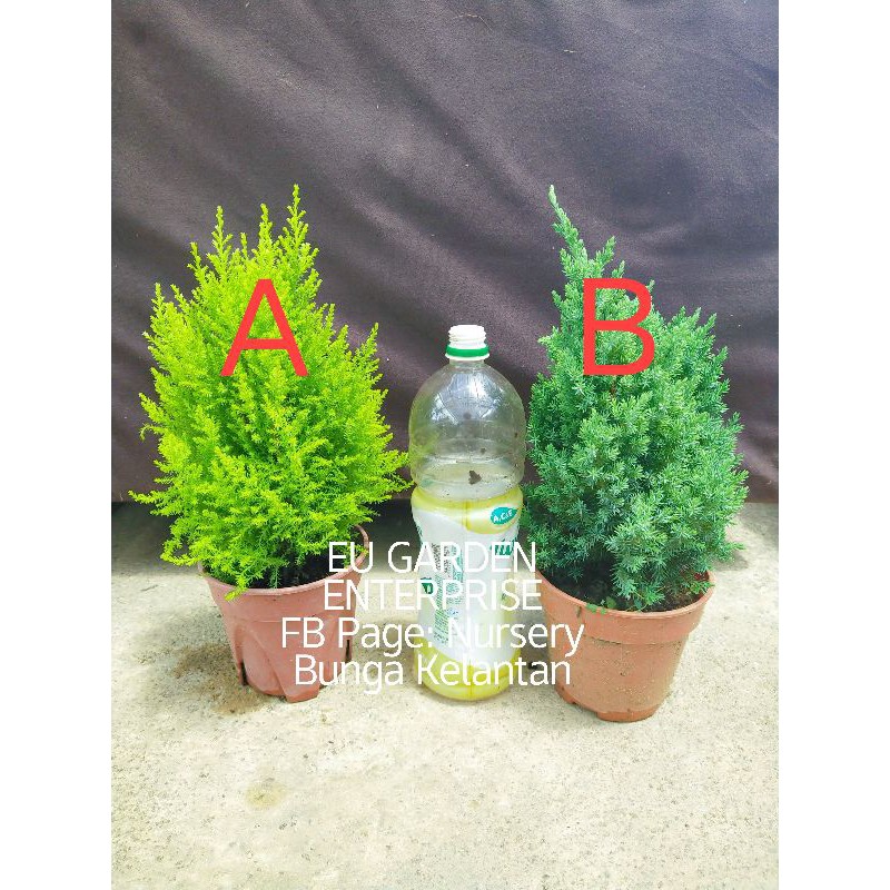 Pokok Rhu Krismas ( Anak Pokok ) / Golden Crest | Shopee Malaysia