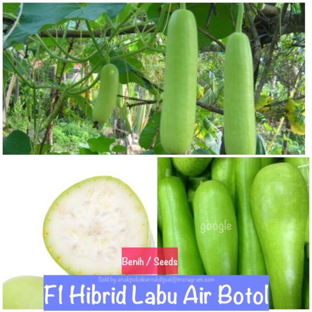 Benih / Seed: B88 F1 Hibrid Labu Air Botol 🔆 stok baru🌱 | Shopee Malaysia