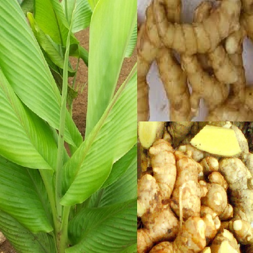 ANOR - Curcuma Mangga Sapling / Anak Pokok Temu Mangga/Temu Pauh ...