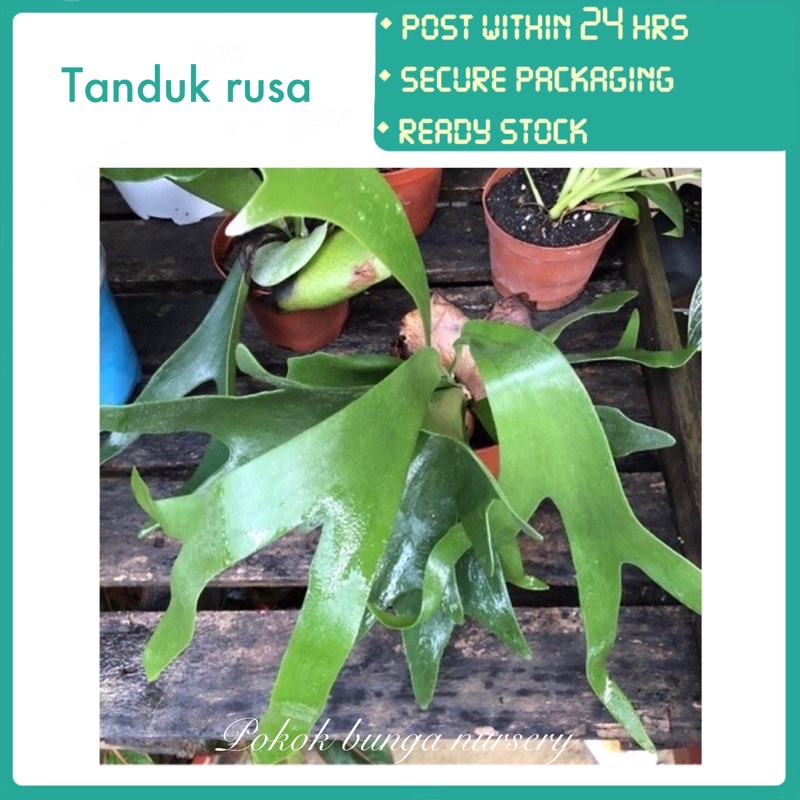 PBN - tanduk rusa - pokok bunga nursery indoor real live plant home ...