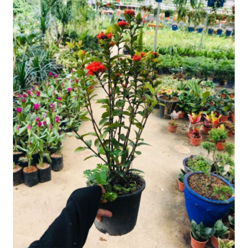 Ixora Rose / Bunga Jejarum / Bunga Tudung Periuk (Merah) | Shopee Malaysia