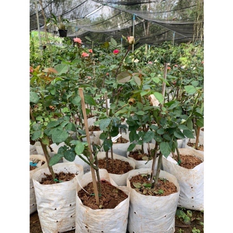 Pokok Bunga Ros Mawar Thai wangi READY STOCK!! | Shopee Malaysia