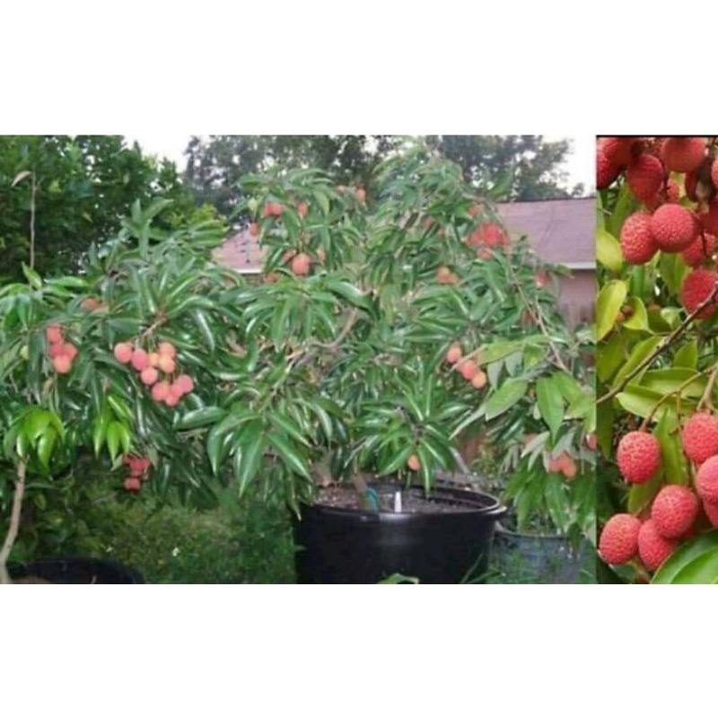 Pokok laici khawin Hybrid | Shopee Malaysia