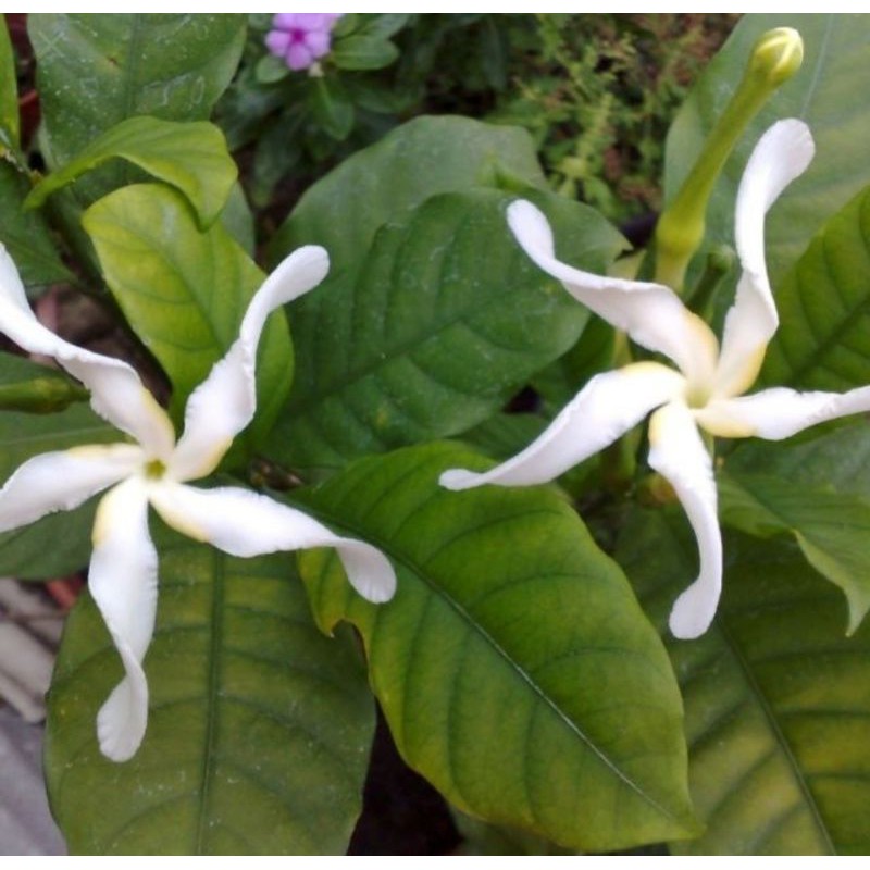 Pokok Cempaka Chempaka Telur Putih Kuning / Pisang Merah / Putih ...