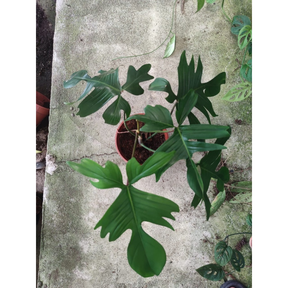 🔥🔥[LIVE PLANT] PHILODENDRON SELLOUM/XIANADU/SUN RED/PINK PRINCESS ...
