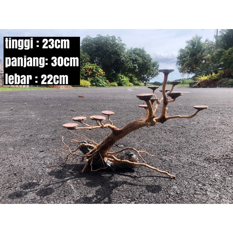 BONSAI AKAR SENDUDUK & BATU SEIRYU | Shopee Malaysia