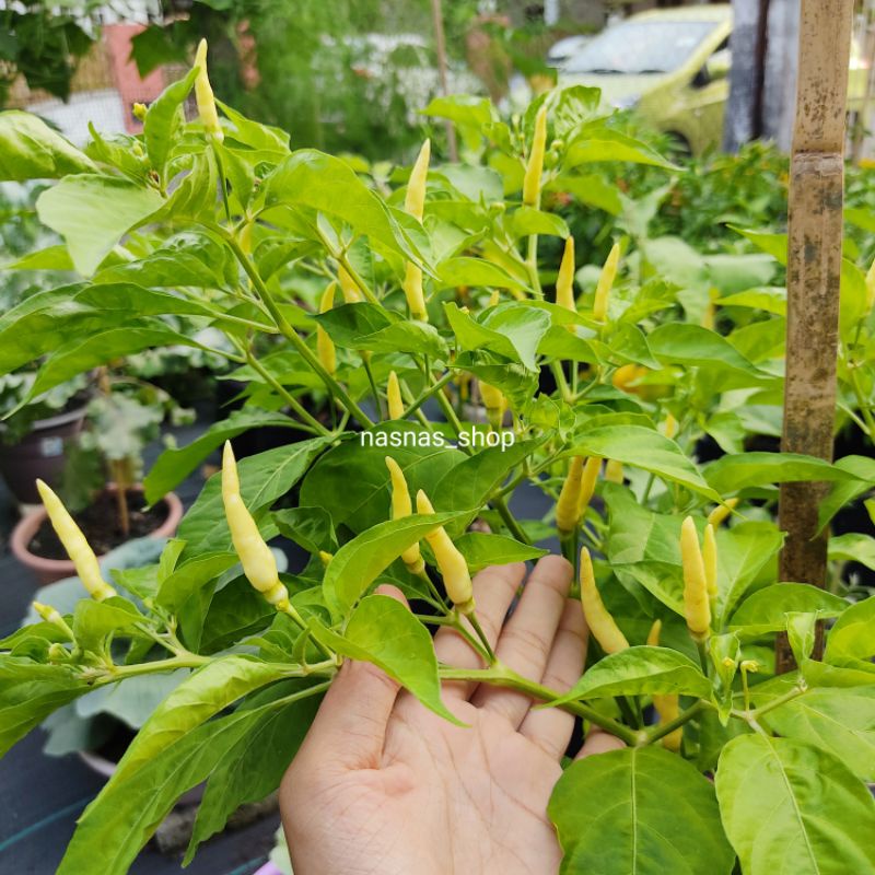 Pek Jimat Biji Benih Cili Lada Pelbagai Jenis / Chili Seeds / Variety ...