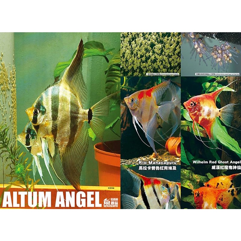 Aquatic Poster Corydoras CRS Sulawesi shrimps Altum Angel ...