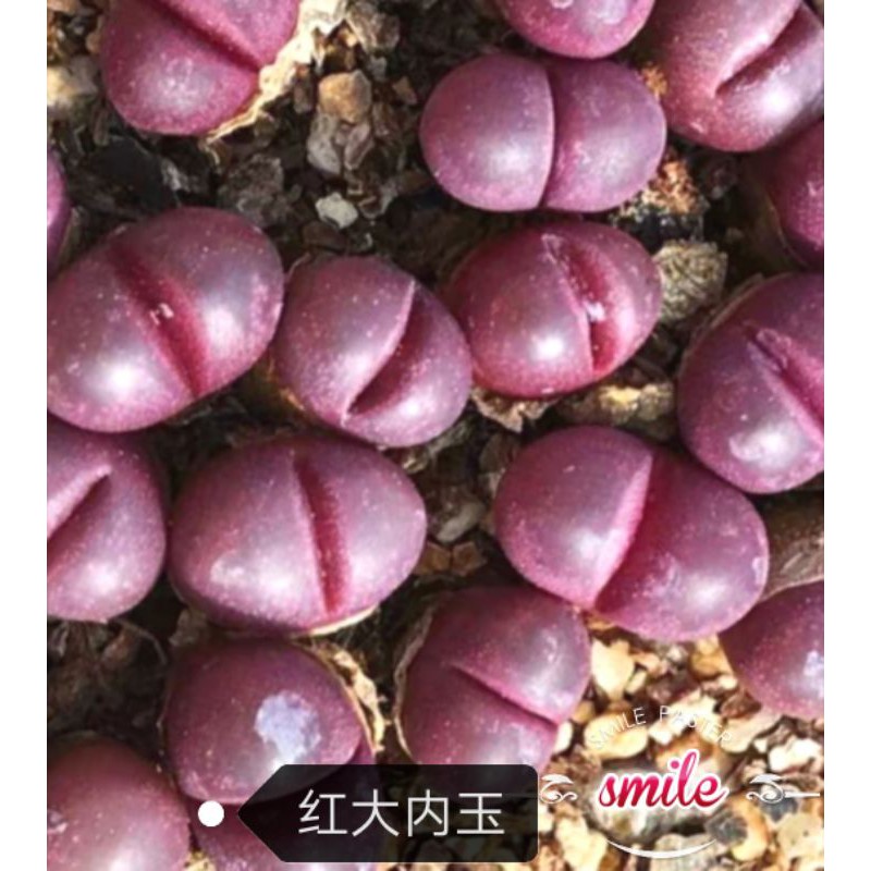 红大內玉种子 Lithops optica ‘Rubra’生石花属lithops seed fresh seed bunga benih，会 ...