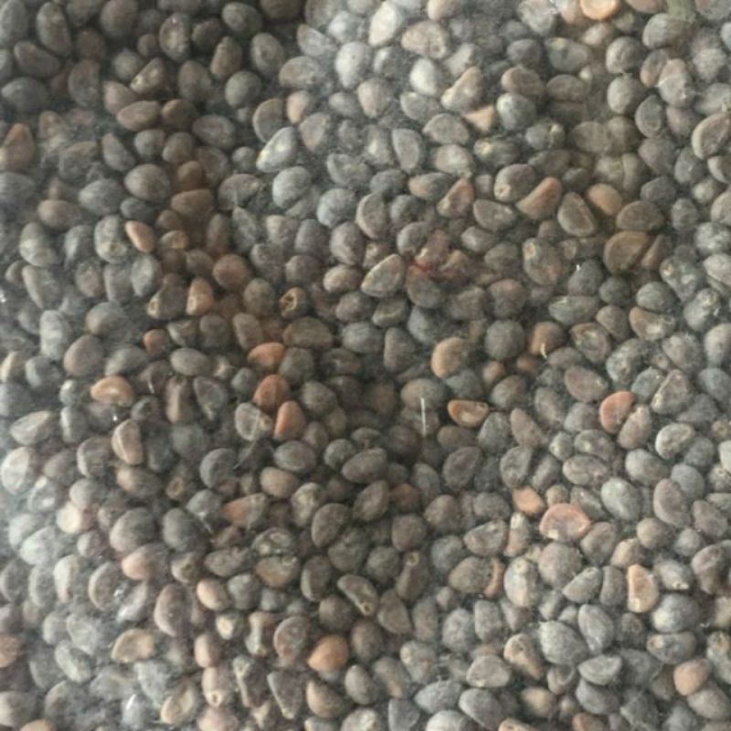 GREEN WORLD GENETICS| BENIH KANGKONG REPACKING 1KG | Shopee Malaysia