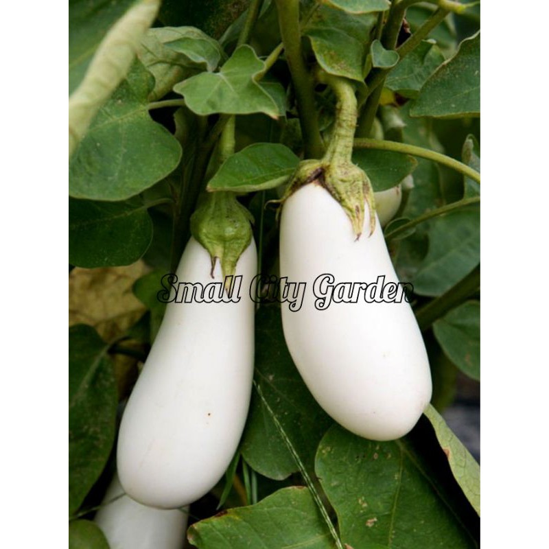 *Ready Stock in 🇲🇾* 18pcs Biji Benih Terung Putih Pendek | Shopee Malaysia