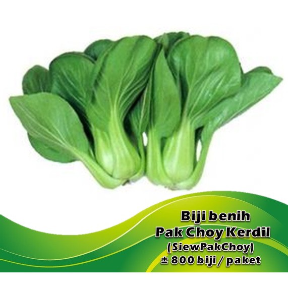 Biji Benih Pak Choy Kerdil / Siew Pak Choy (vegetable seeds) | Shopee ...