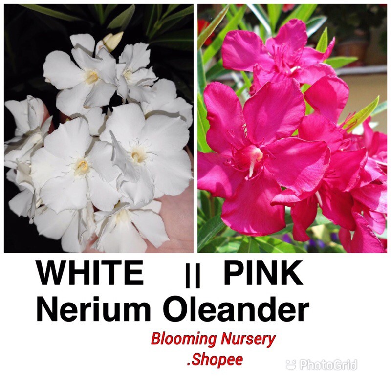 Pokok Bunga Nerium Oleander @ Bunga Jepun pink terang / putih /merah ...