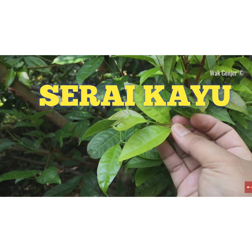 pucuk serai kayu nasi kerabu ( bay leaf ) anggaran 30-40pcs | Shopee ...