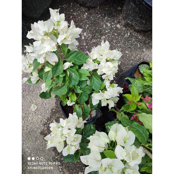 pokok bunga kertas ID ekor musang putih | Shopee Malaysia