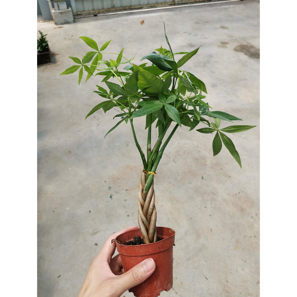 90s Greenovation l Live Indoor Plant - Pachira aquatica（辫子发财树） | Shopee ...