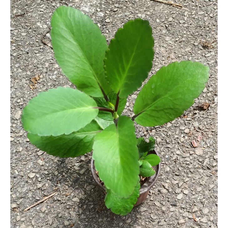 Murah‼️Pokok setawar / Kalanchoe Pinnata 🌱 | Shopee Malaysia