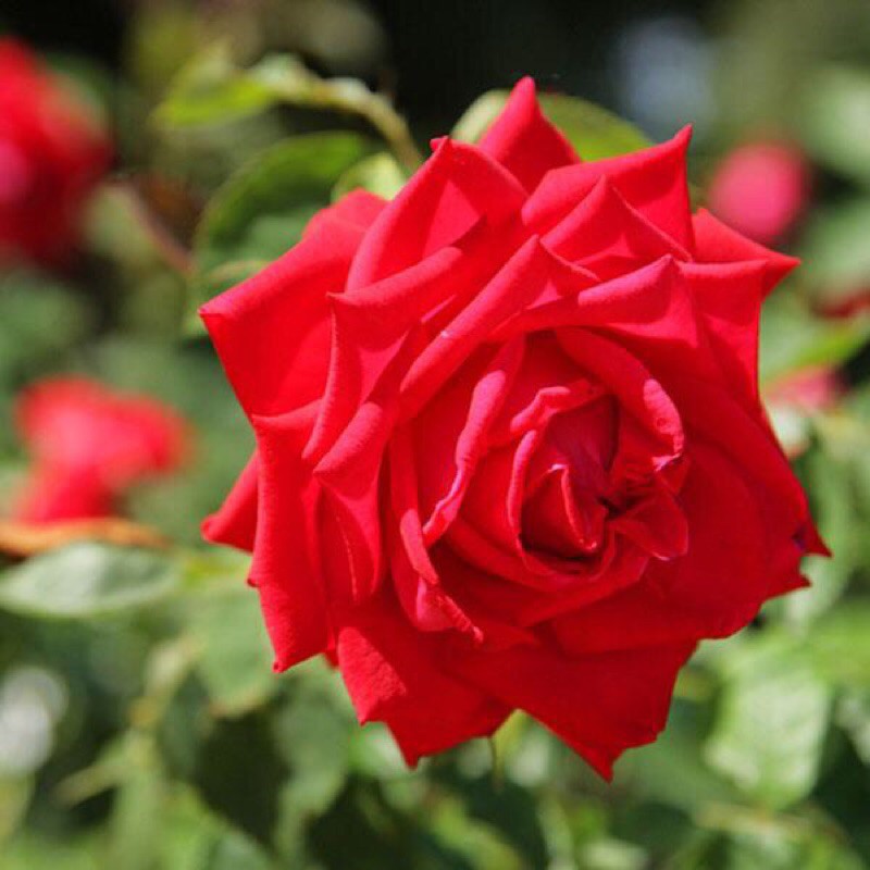 Pokok ROS MERAH TERANG ( Chrysler Imperial Rose ) Jenis Tinggi | Shopee ...